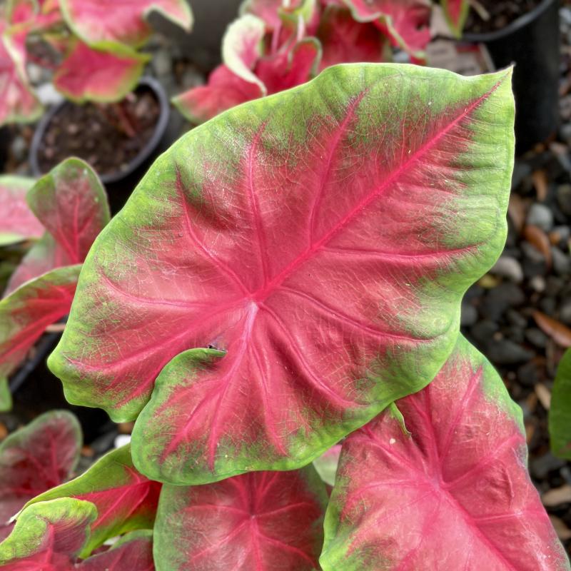 Kerby's Nursery - Caladium Freida Hemple Red 6" Pot