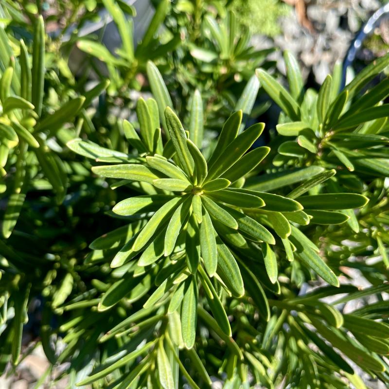 Kerby's Nursery - Podocarpus Dwarf 7 Gallon
