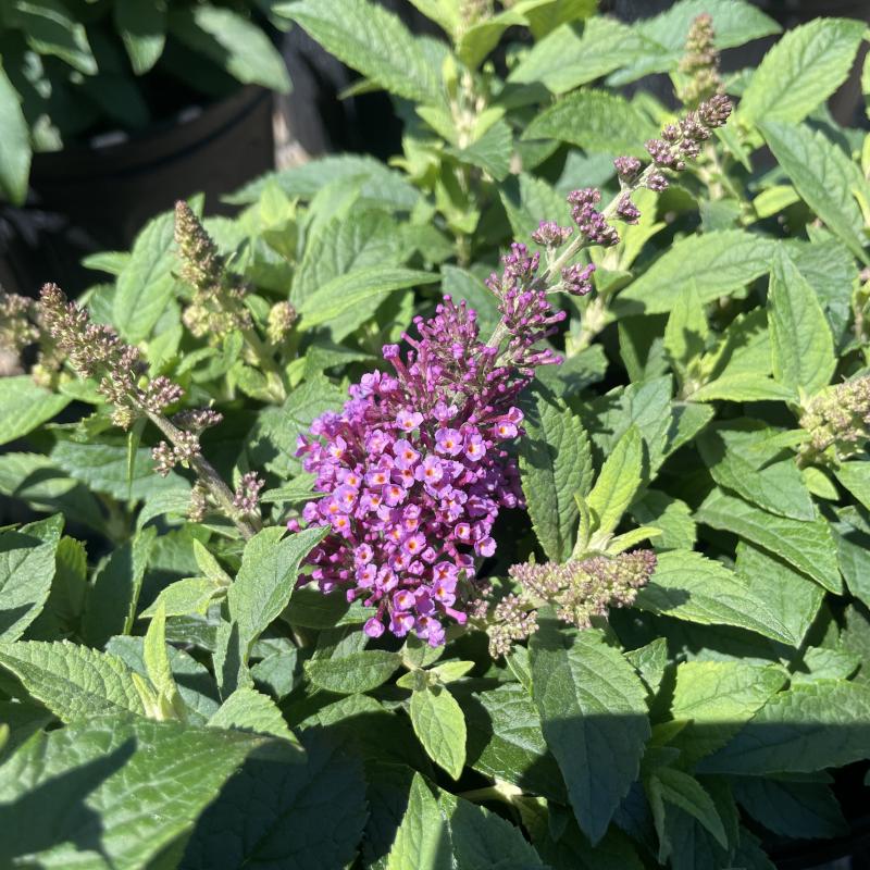 Kerby's Nursery - Butterfly Bush Dwarf Chrysalis Pink 10" Pot