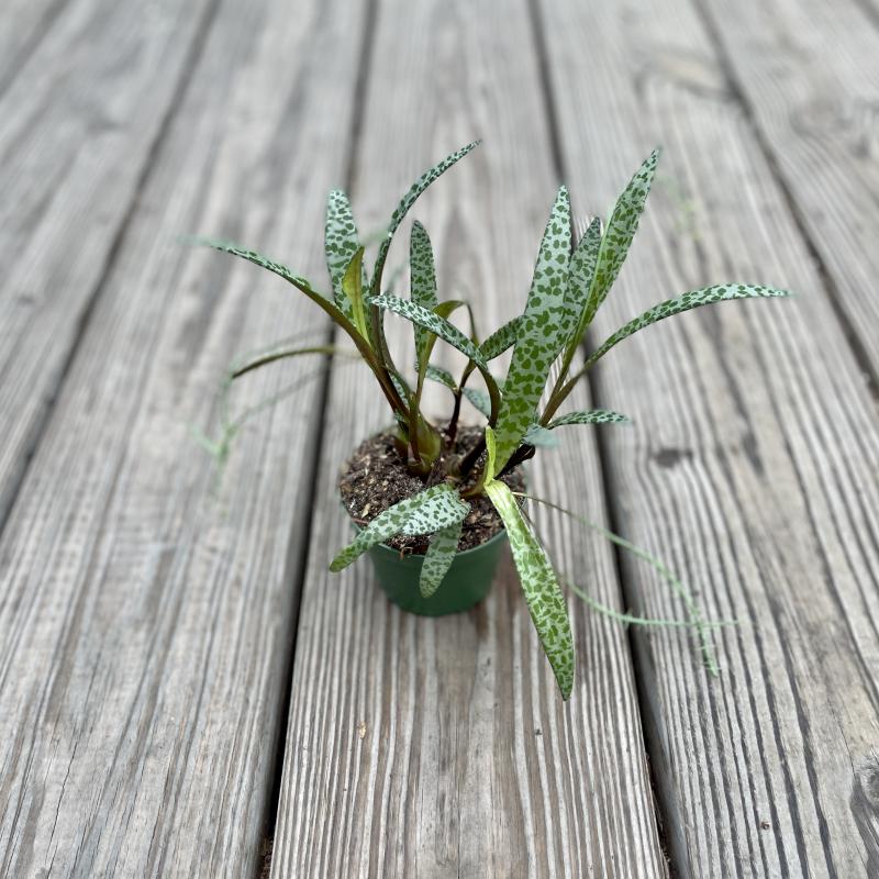 Kerby's Nursery - Silver Squill 4" Pot
