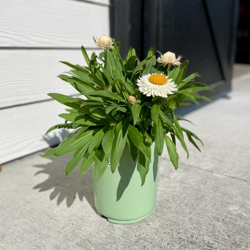 Kerby's Nursery - Strawflower Granvia White 6" Pot
