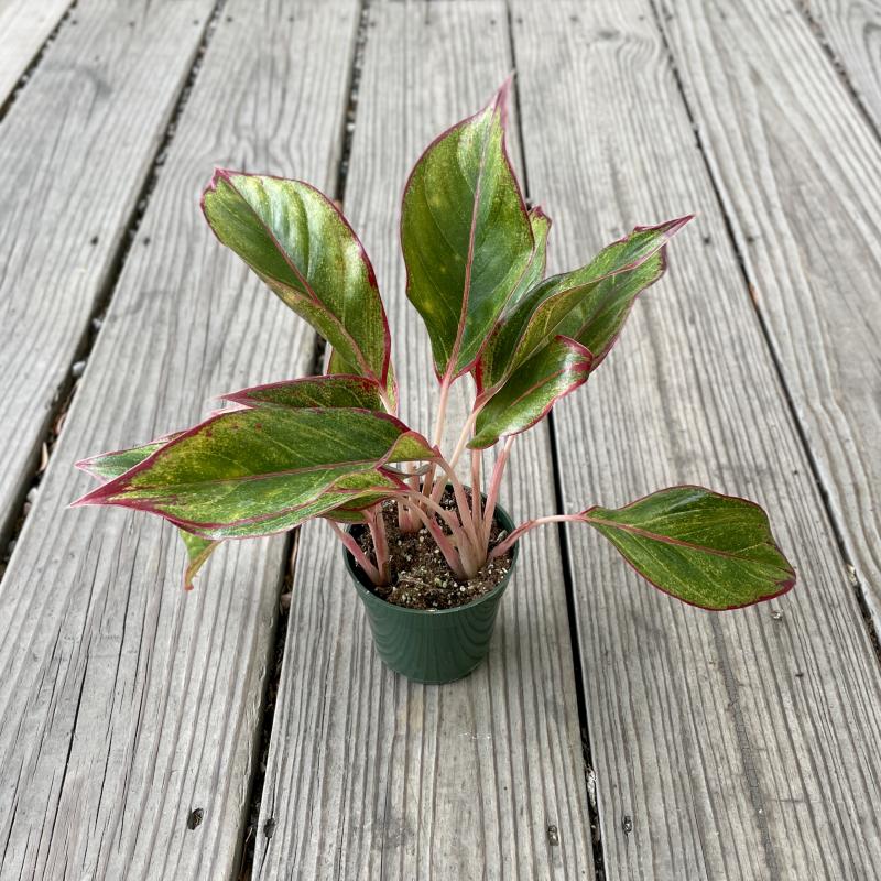 Kerby's Nursery - Aglaonema Firecracker 4" Pot