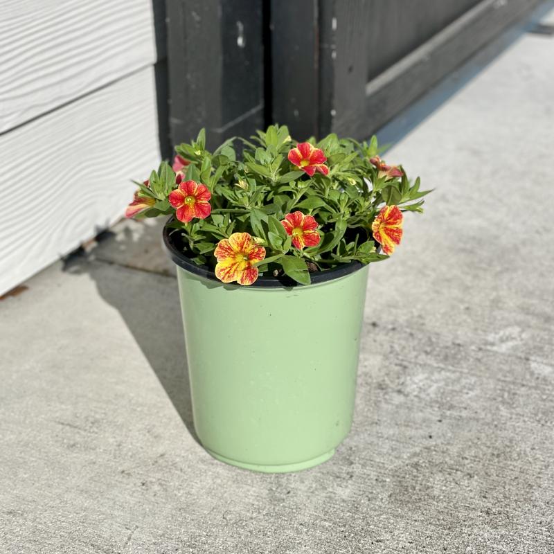 Kerby's Nursery - Calibrachoa Aloha Nani Calibash 6" Pot